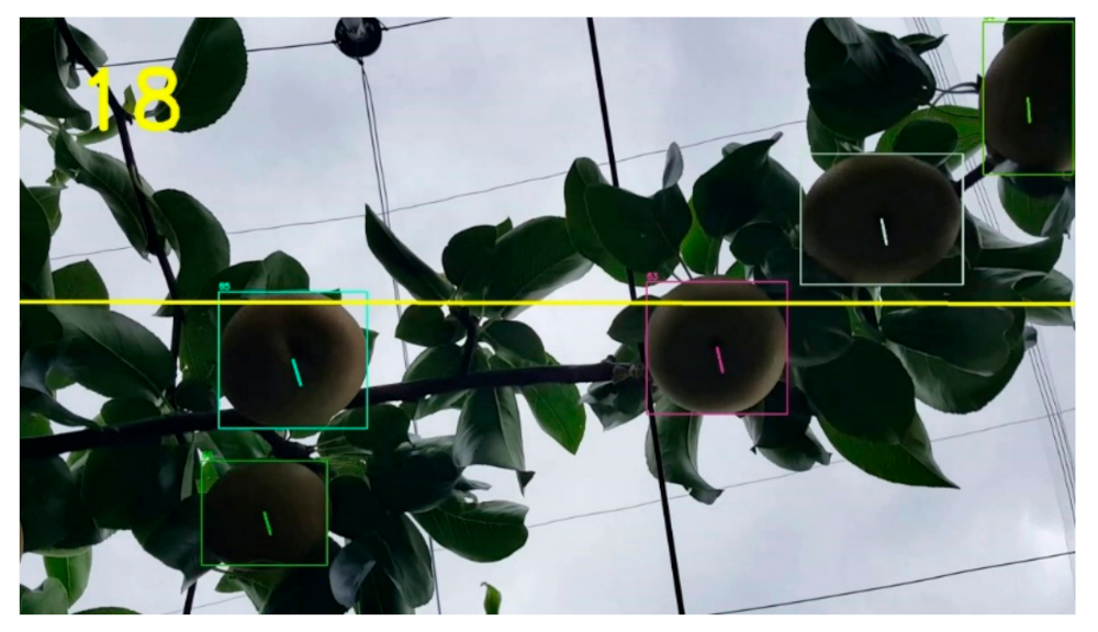 Real Time Pear Fruit Detection And Counting Using Yolov4 Models And Deep Sort Papers With Code